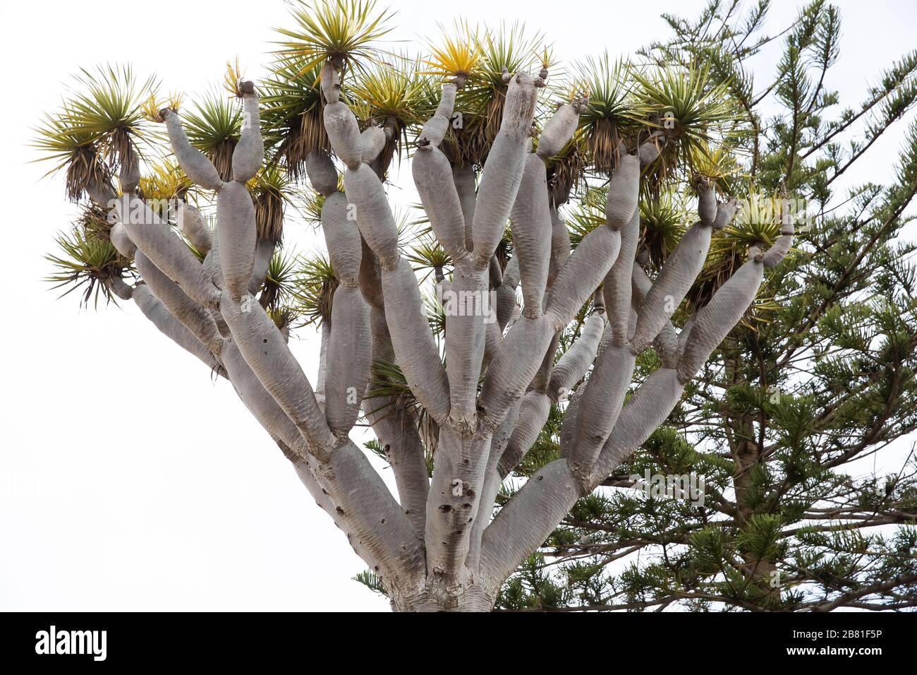 Unusual palm tree in Tinajo, Lanzarote, Canary Islands Stock Photo - Alamy