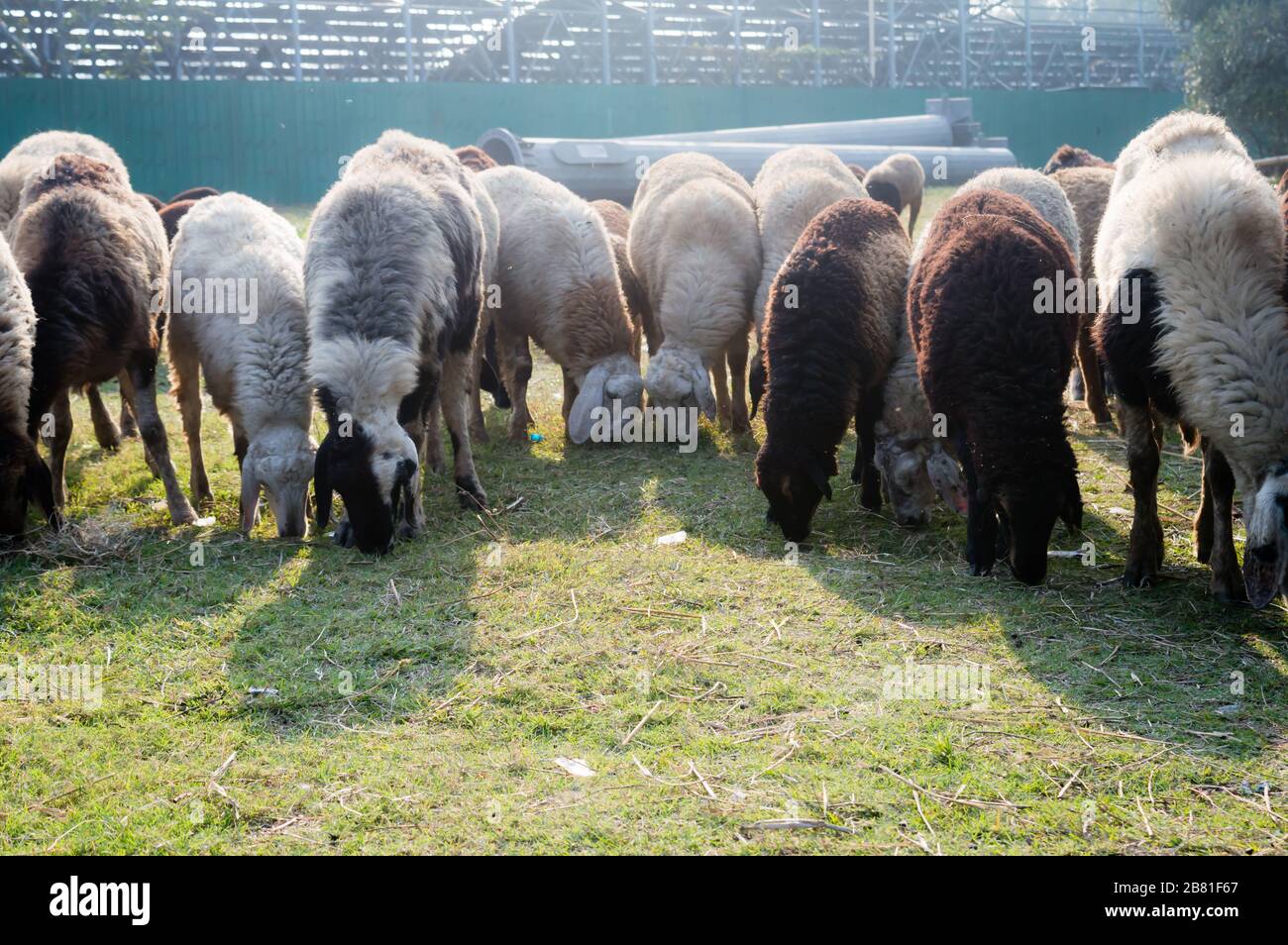 Poaching field cattle hi-res stock photography and images - Alamy