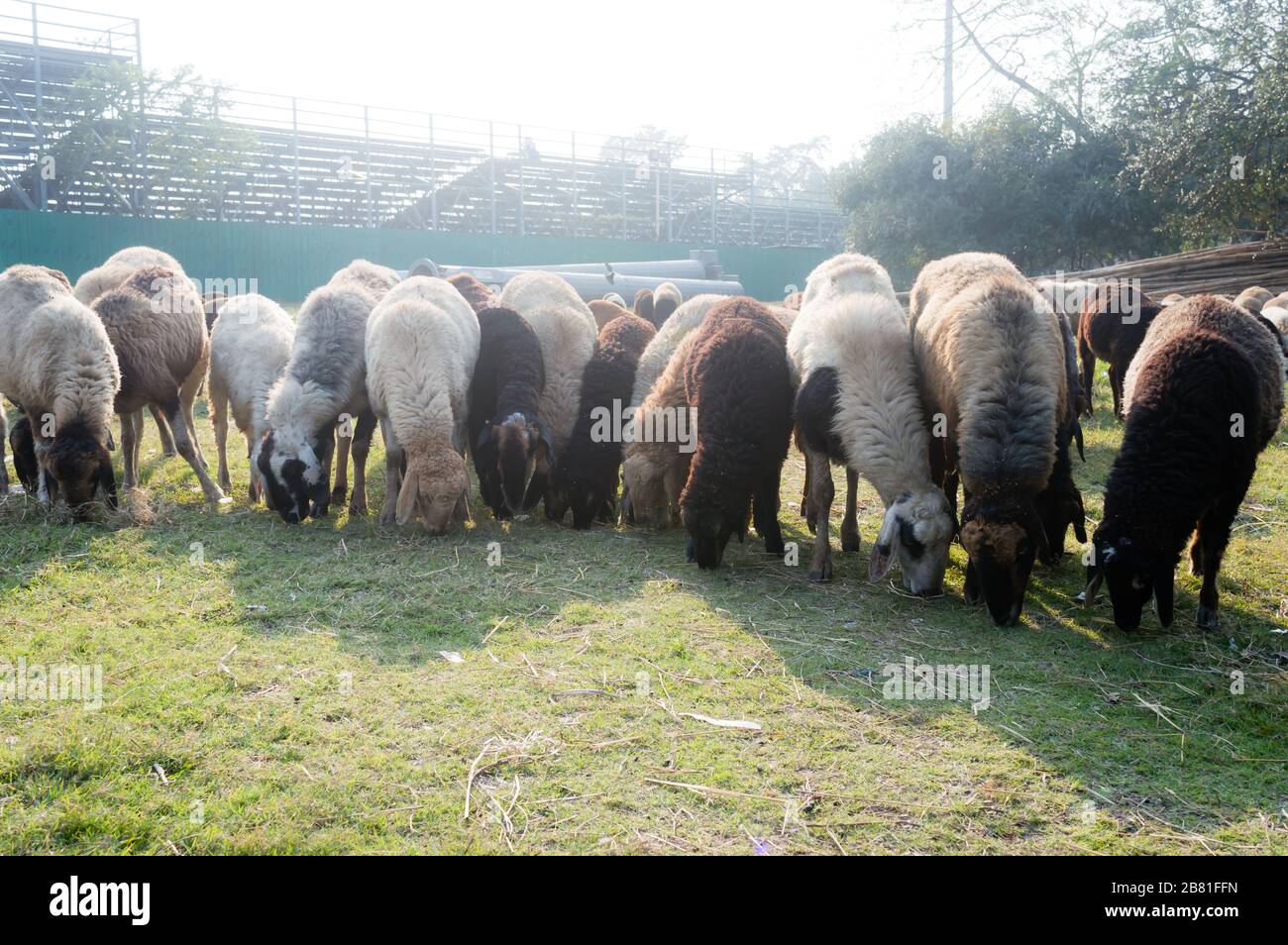 Flock of Domestic Sheep, Ewe, Lamb, Ram (Ovis aries species genus ...