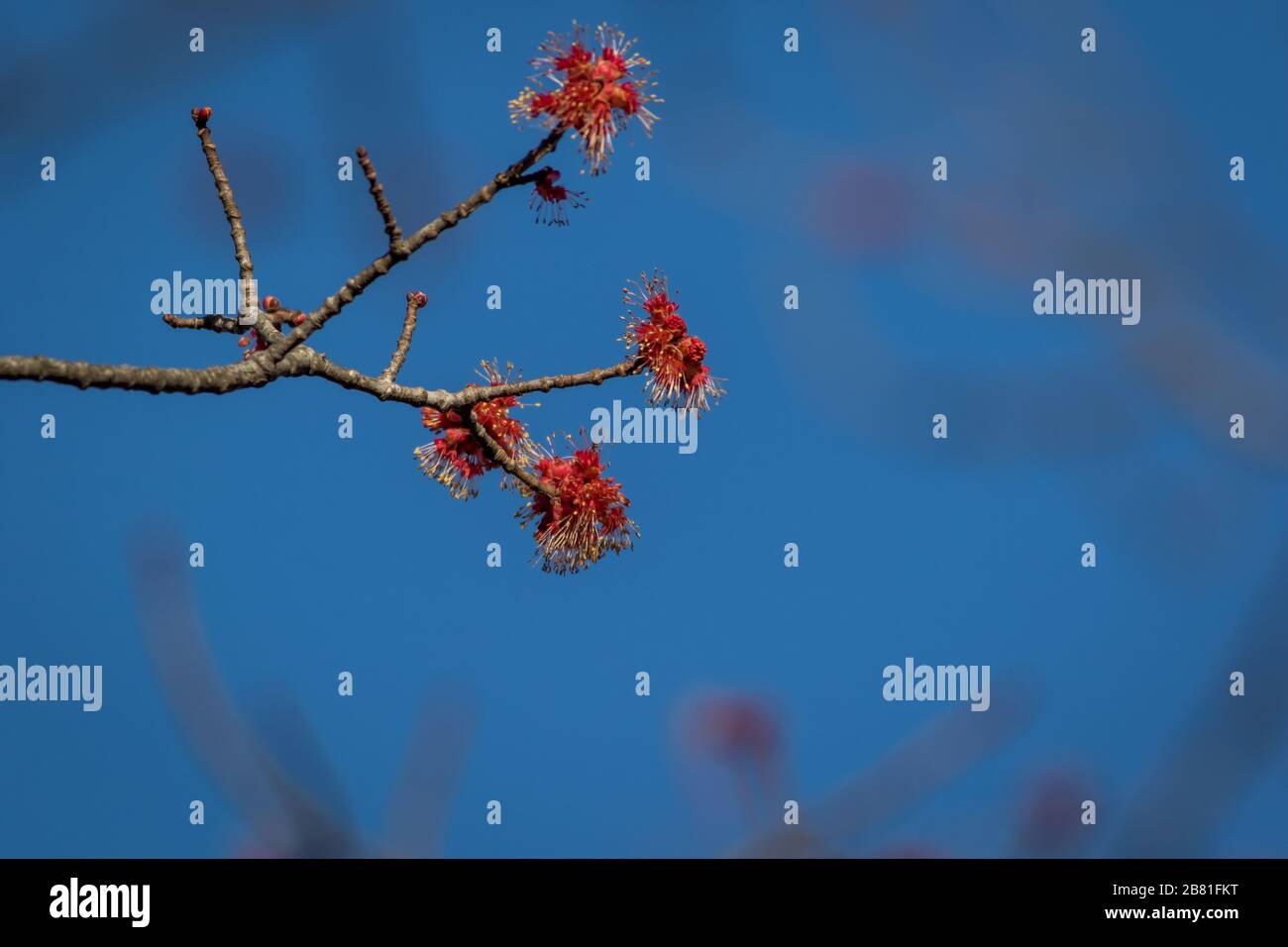 Red Maple, Acer rubrum, spring flowering buds blue sky background Stock ...
