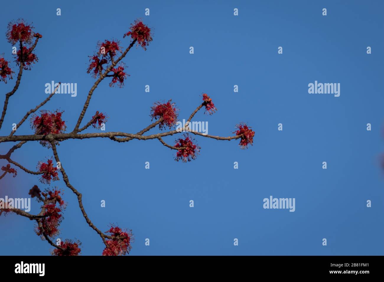 Red Maple, Acer rubrum, spring flowering buds blue sky background Stock ...