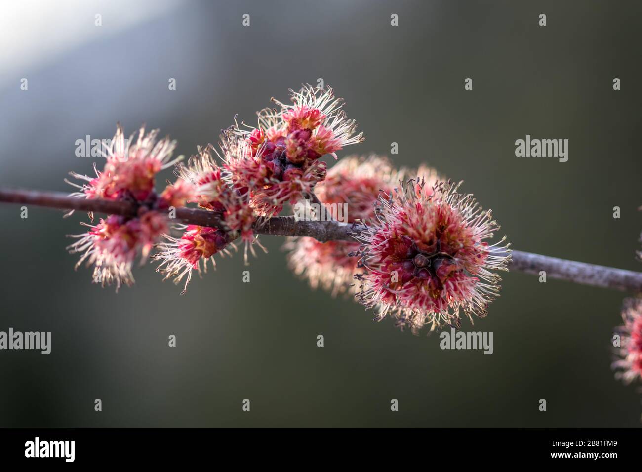 Acer rubrum flower hi-res stock photography and images - Alamy