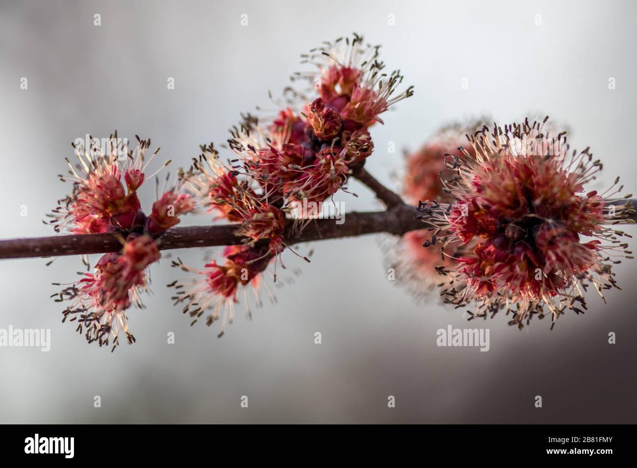 Acer rubrum macro hi-res stock photography and images - Alamy