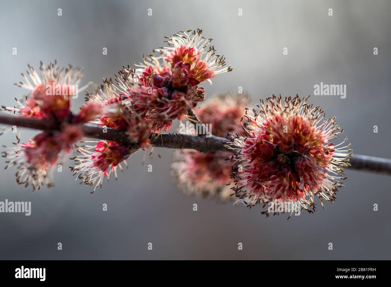 Acer rubrum macro hi-res stock photography and images - Alamy