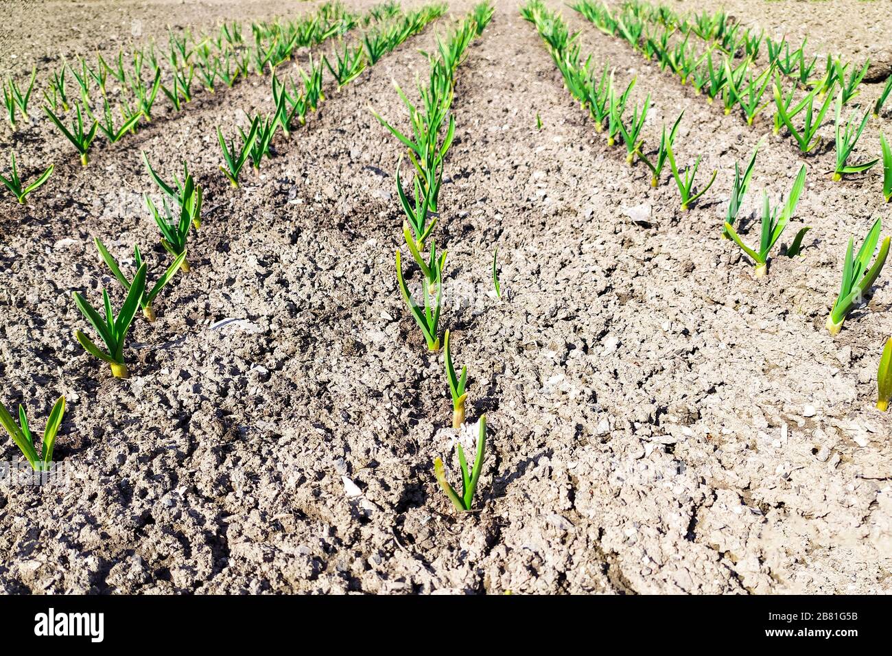 Green stalks of garlic grow in spring in a row in a row. Seedlings of ...