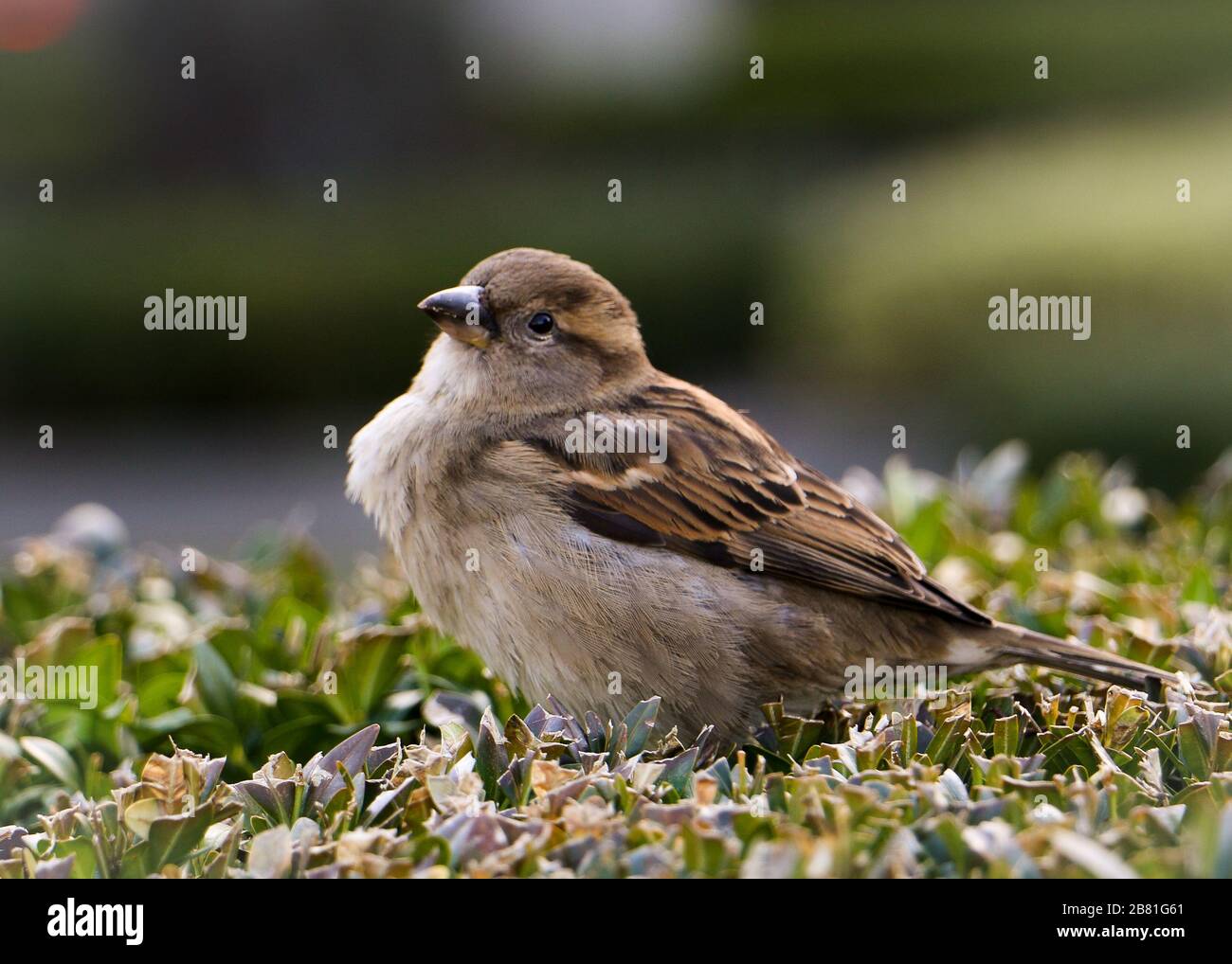 Biblicus hi-res stock photography and images - Alamy