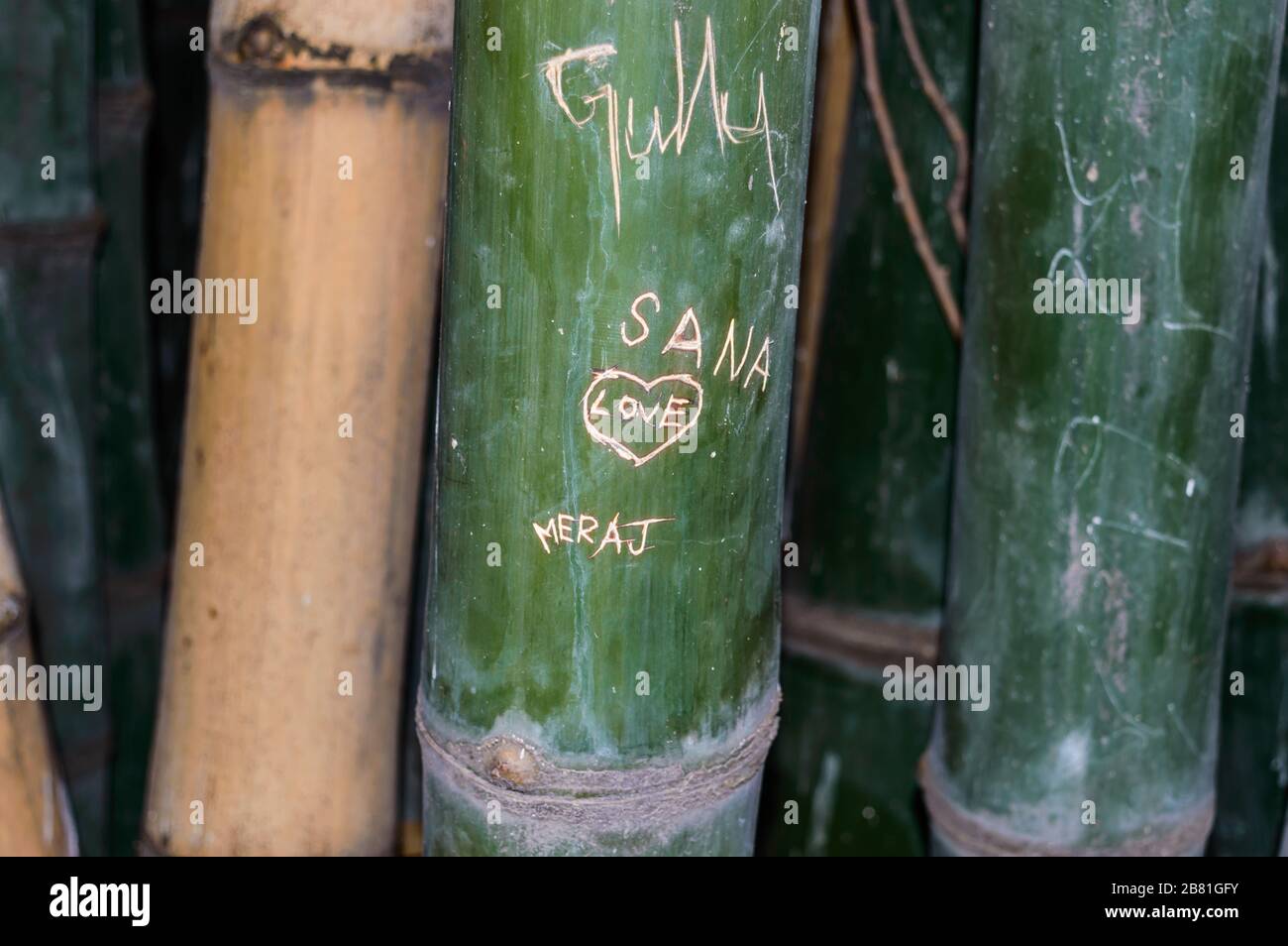Close-Up Of Scripts Carved On Bamboo tree. Names and love sign hearts ...