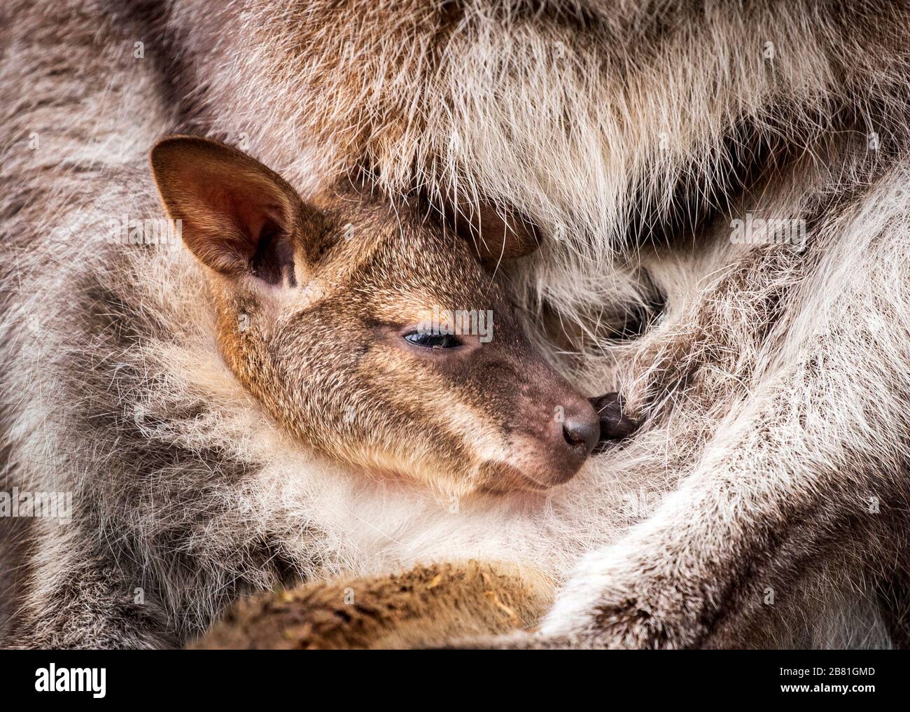 The head of a Bennett's Wallaby Joey emerges from its mothers' pouch at ...