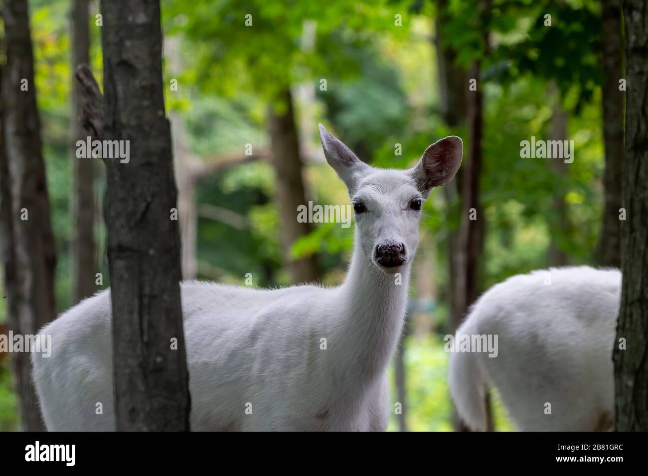 Rare white deer. Natural scene from conservation area in Wisconsin ...