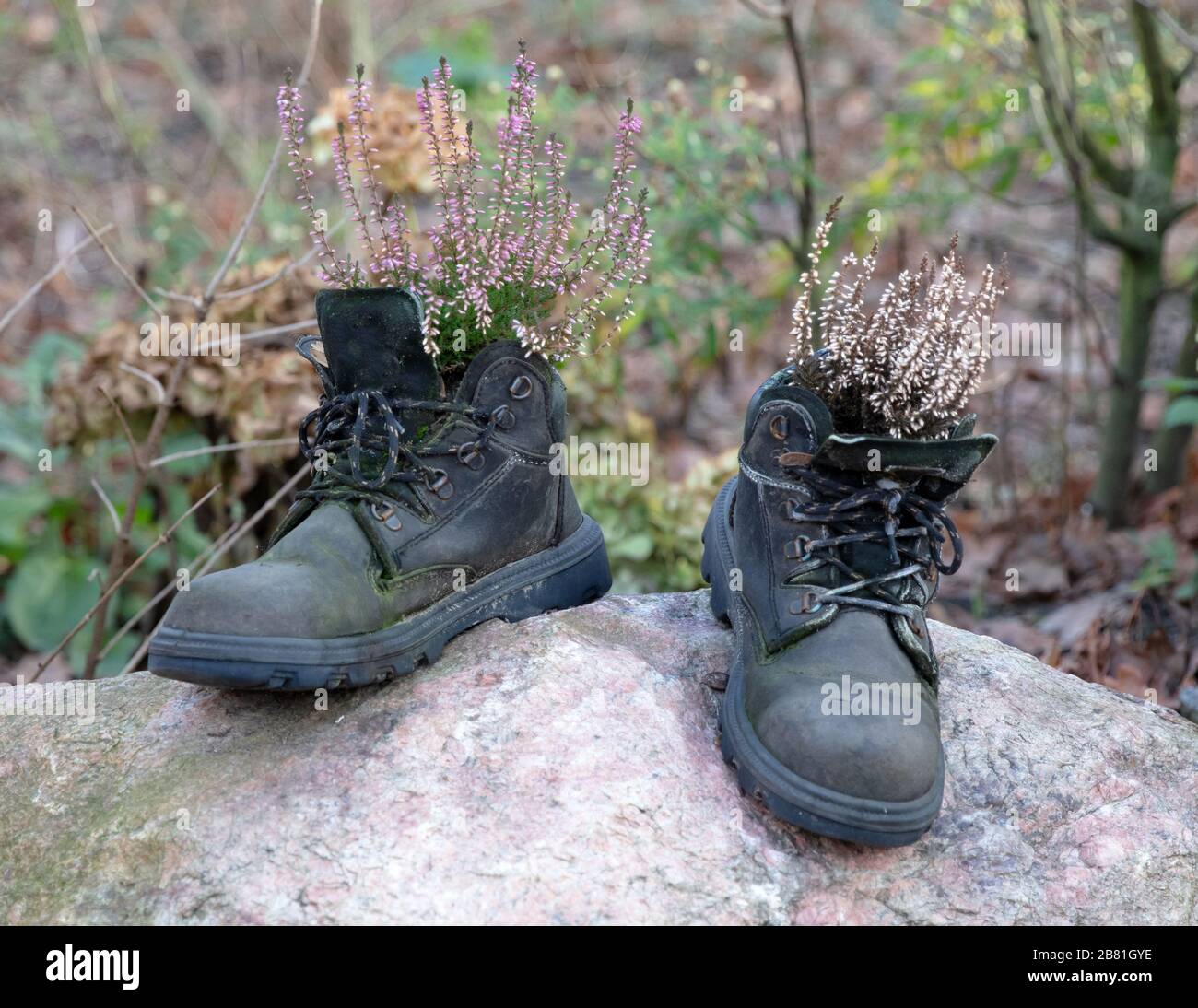 Lavender ling hi-res stock photography and images - Alamy