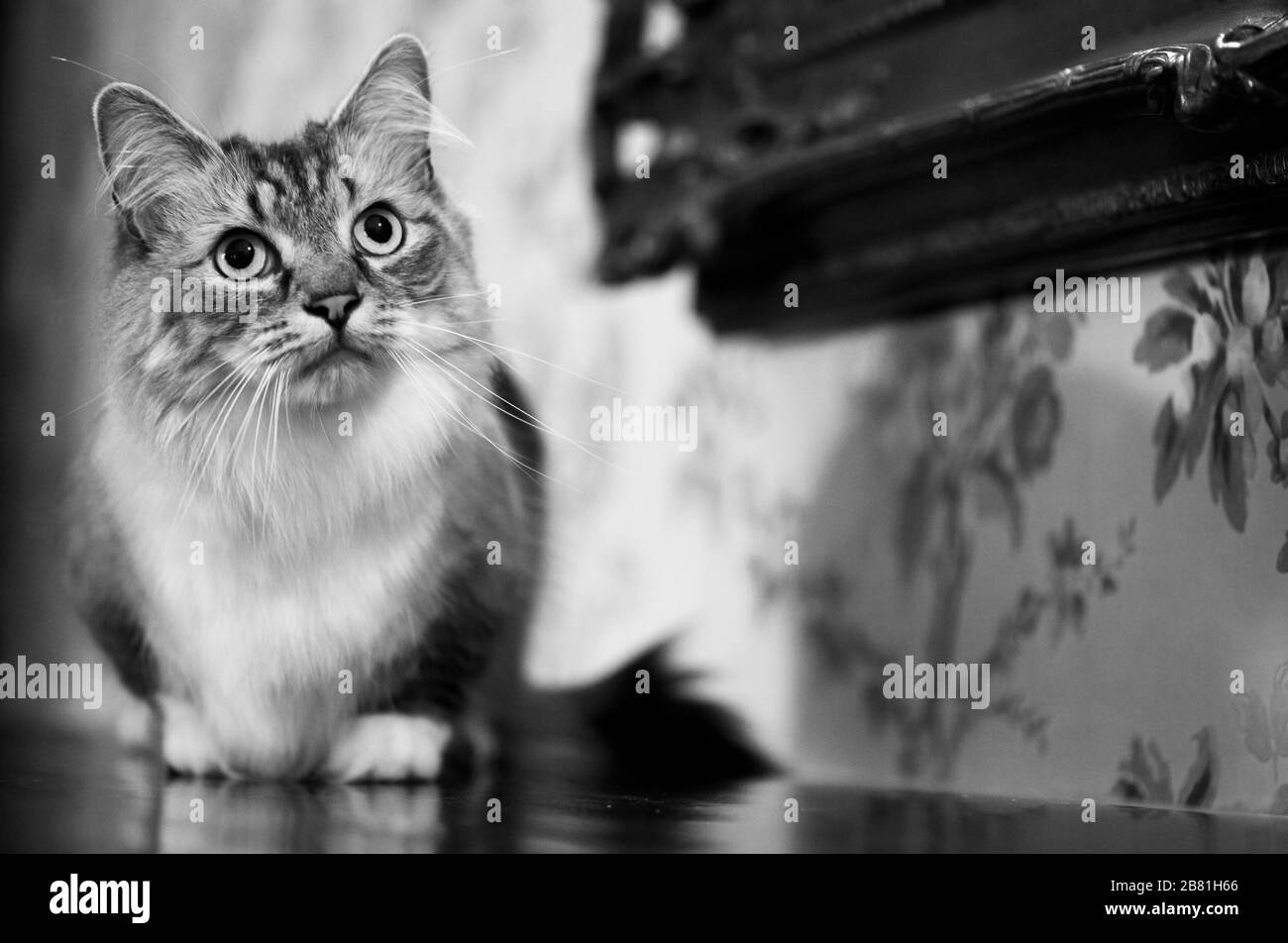 Chat room background Black and White Stock Photos & Images - Alamy