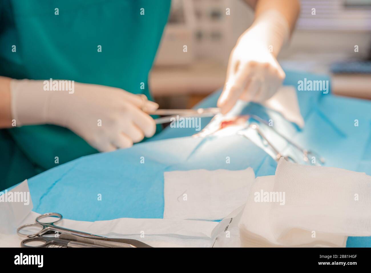 the veterinarian surgeon performs the animal operation on the operating ...