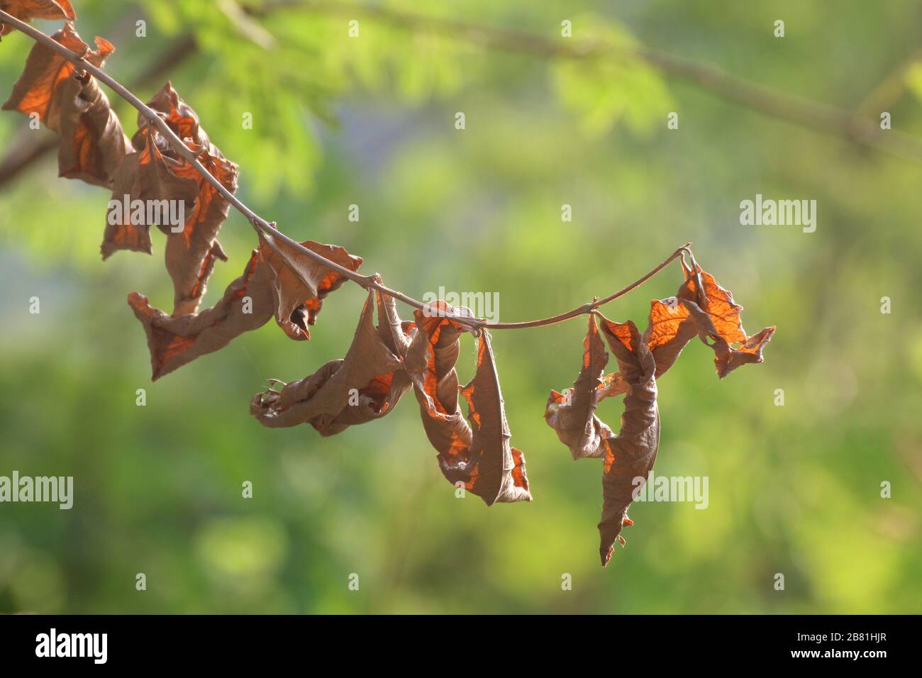 Green nature landscape hanging oak hi-res stock photography and images ...