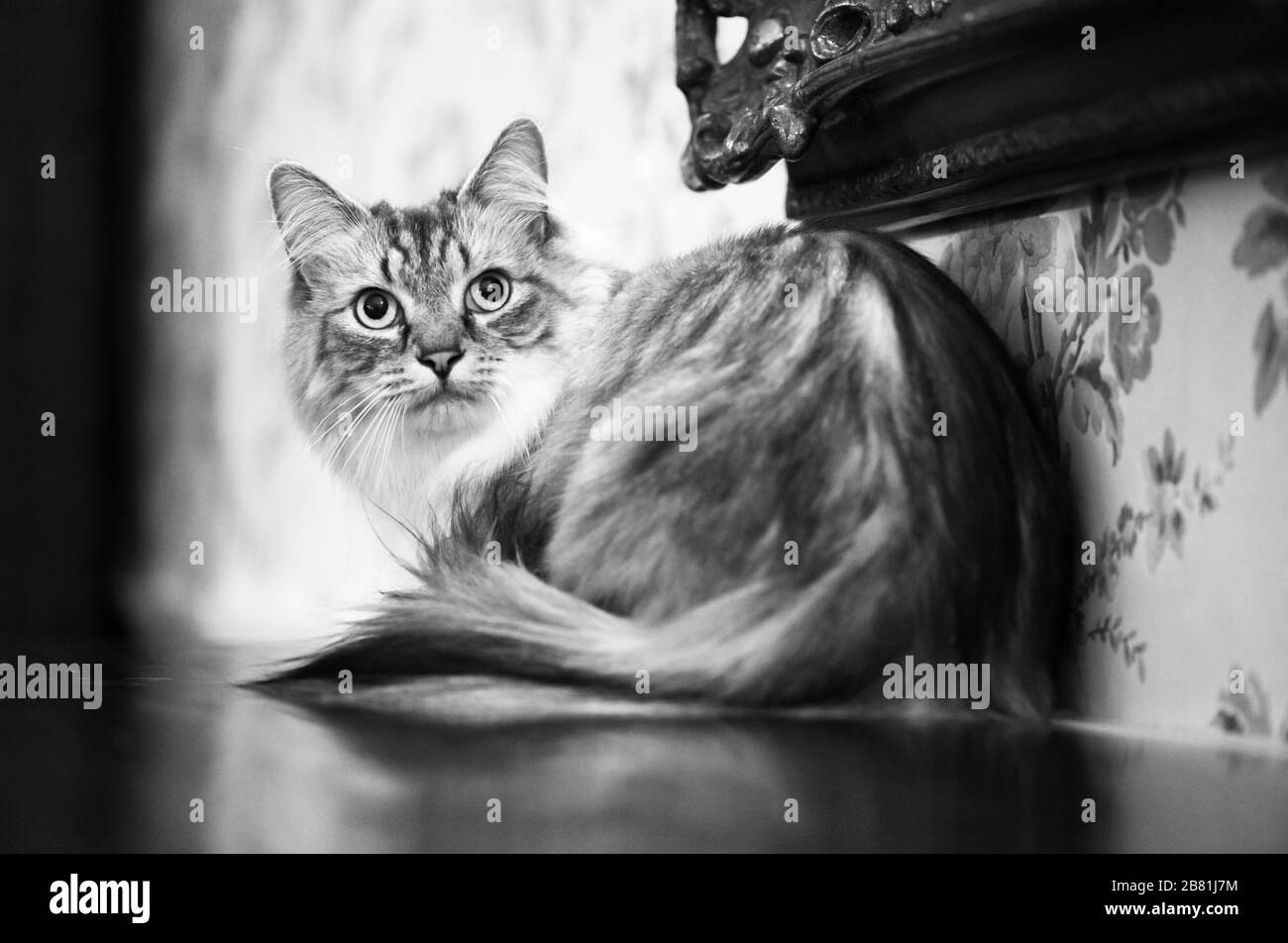 Chat room background Black and White Stock Photos & Images - Alamy