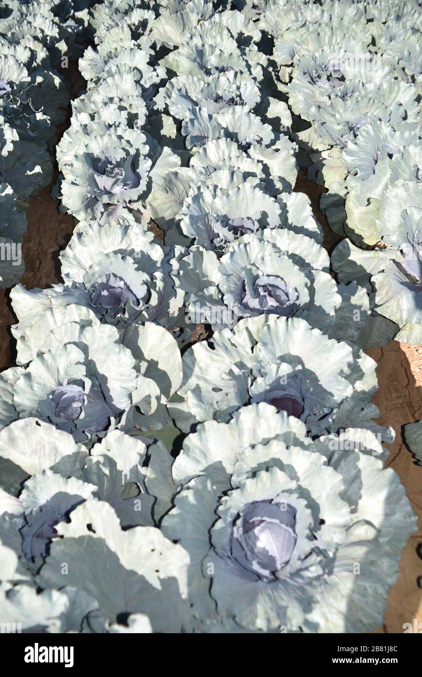 Arizona cabbage crop hi-res stock photography and images - Alamy