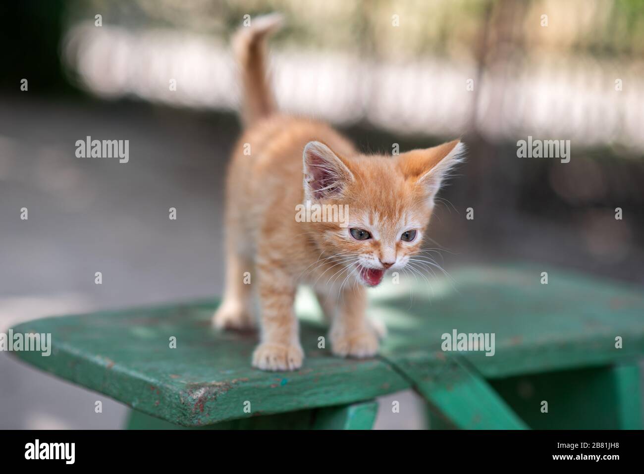 Adorable red kitten posing outdoors in summer. Funny cute little ginger ...