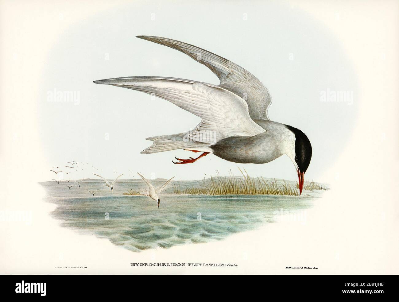 Flying tern drawing hi-res stock photography and images - Alamy