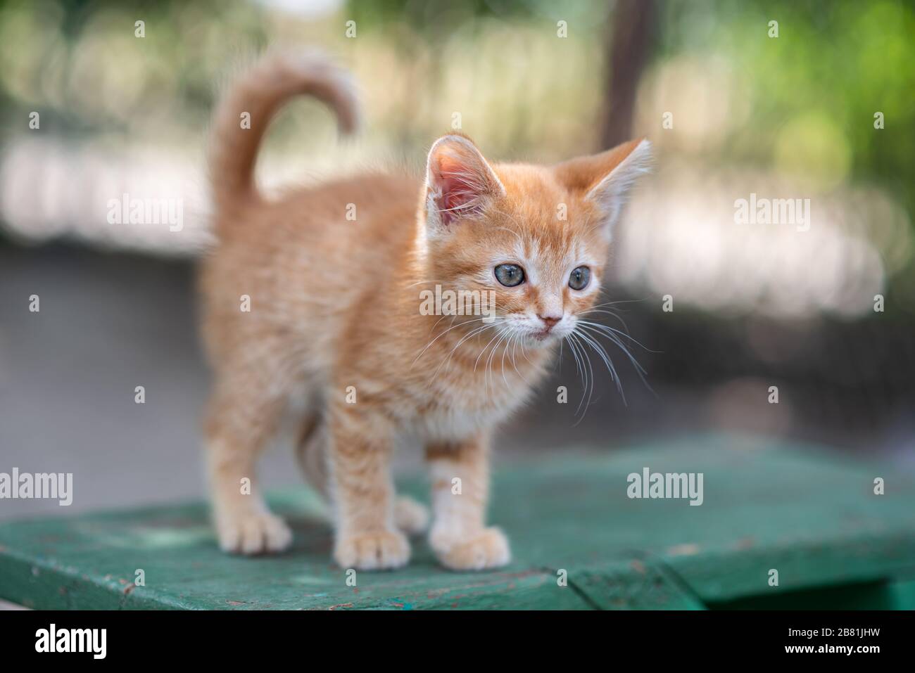 Adorable red kitten posing outdoors in summer. Funny cute little ginger ...