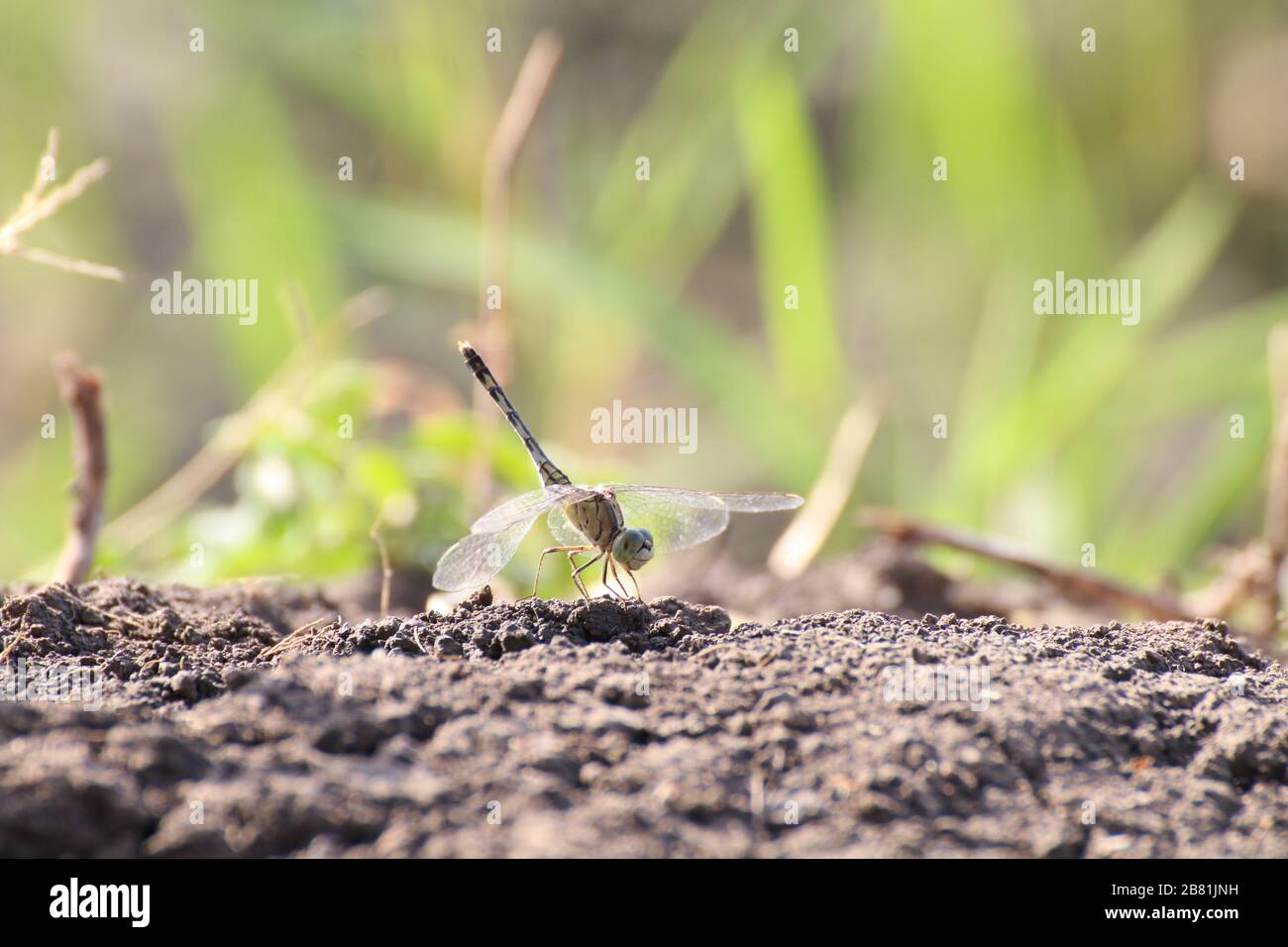 Dragonfly, Dragonfly on the ground soil nature Stock Photo - Alamy