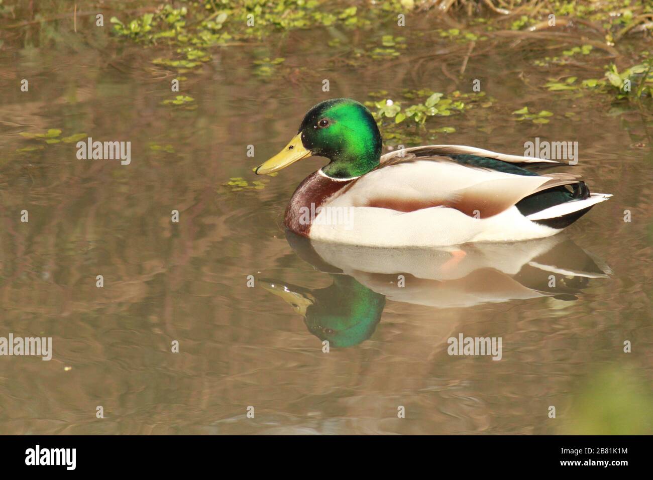 Mallard drake swimming with beautiful reflection Stock Photo - Alamy
