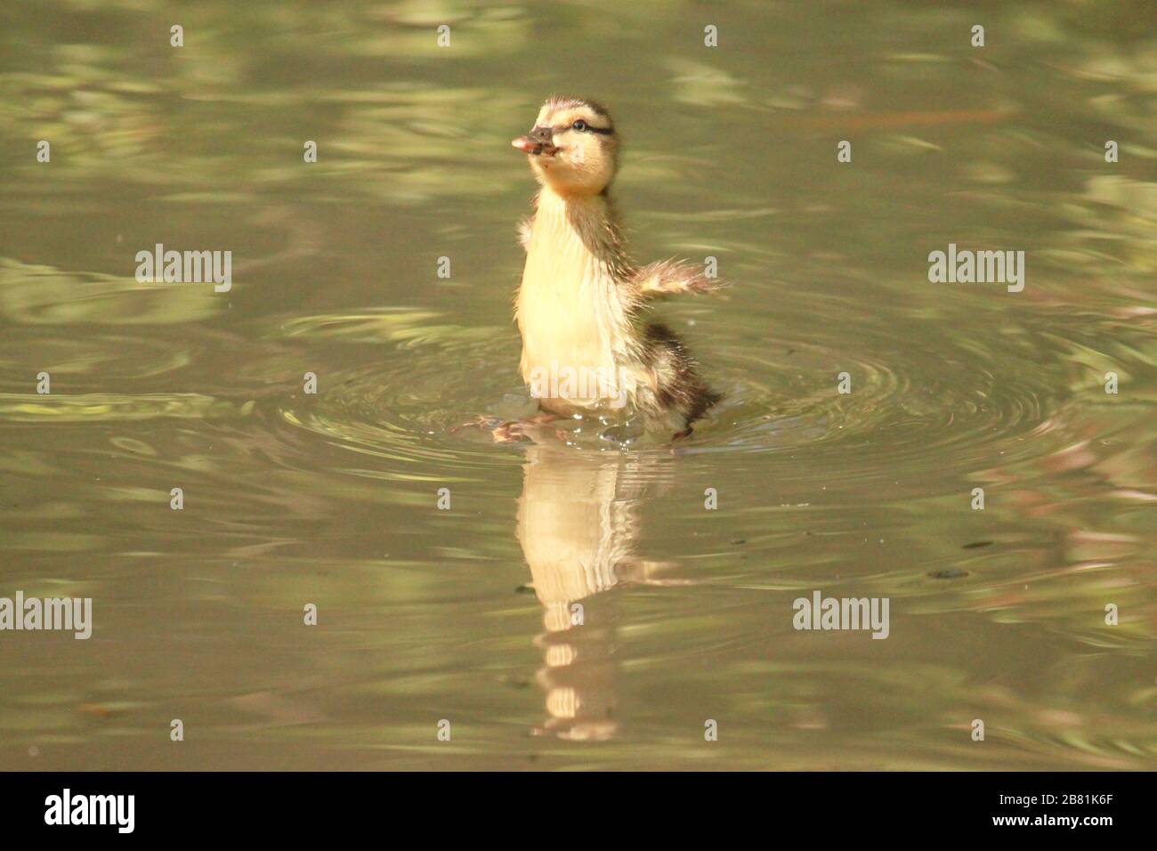 Catching flies hi-res stock photography and images - Alamy