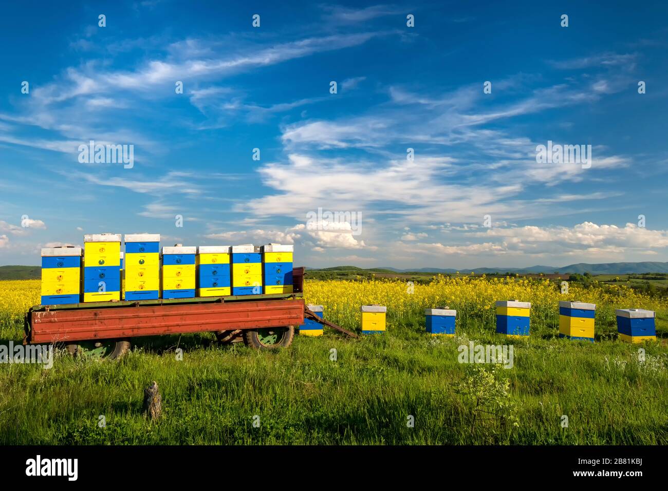 beehives at flowering field of colza outdoors in spring Stock Photo - Alamy