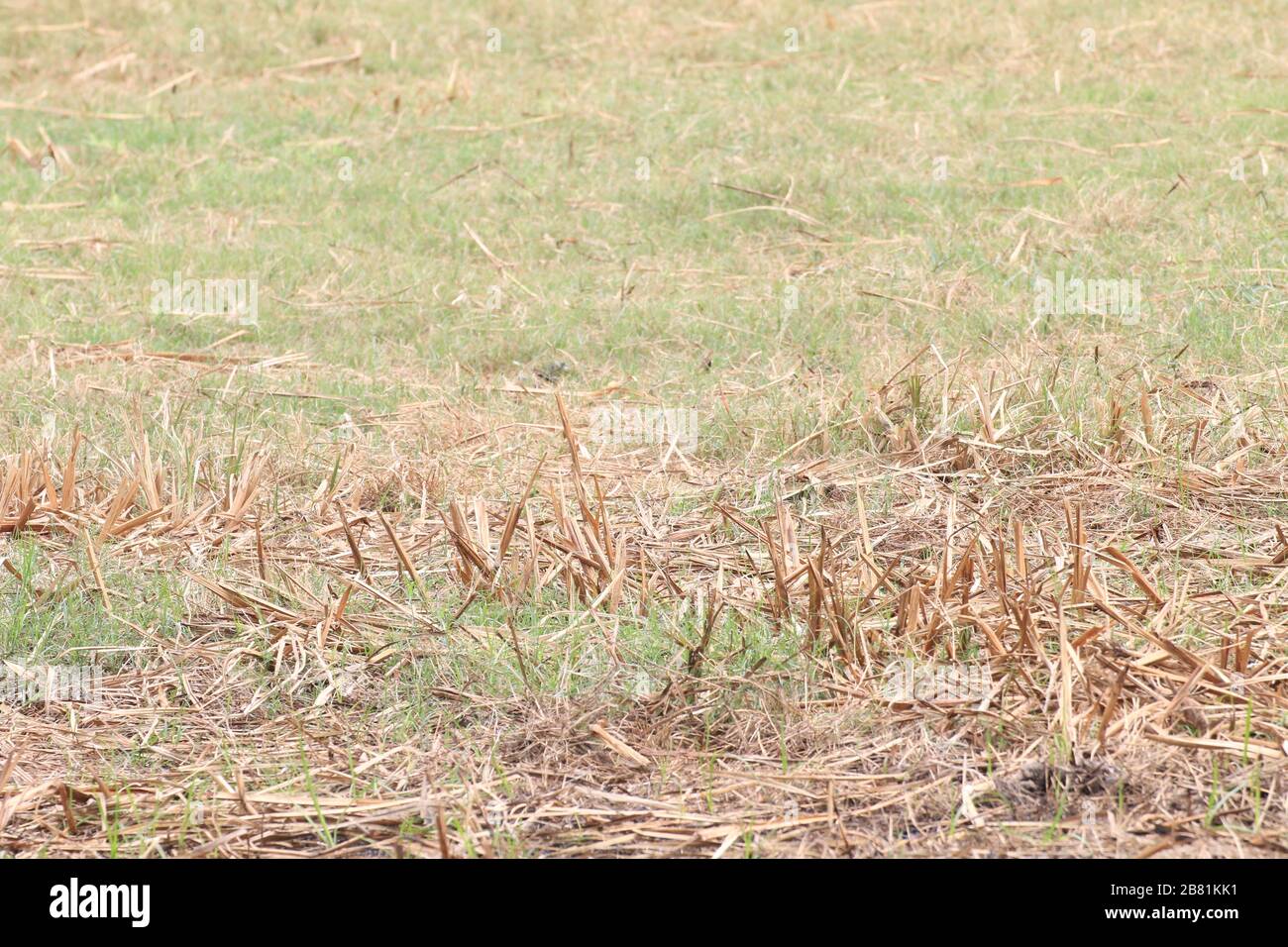Hay dry, Ground with dry grass background Stock Photo - Alamy