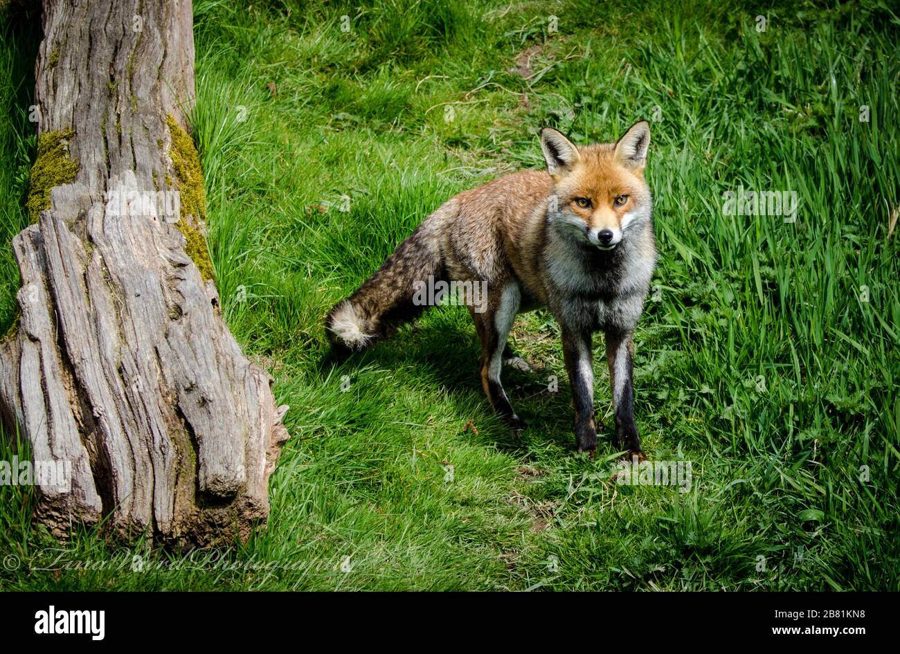 Red fox countryside hi-res stock photography and images - Alamy