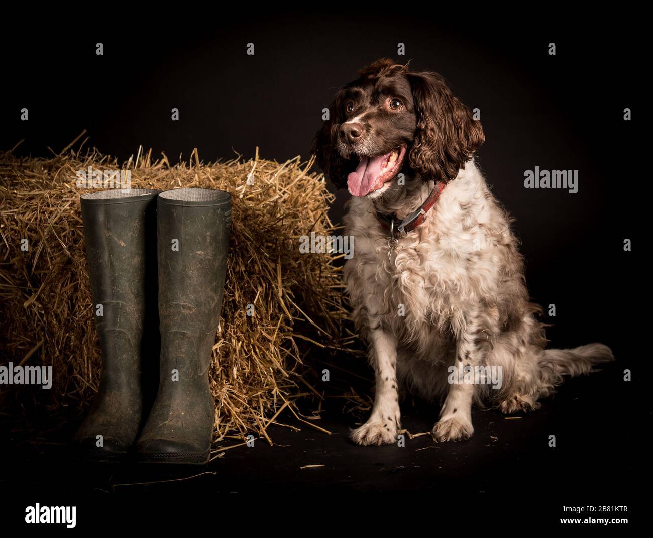 Working Springer Spaniel Dog Stock Photo - Alamy