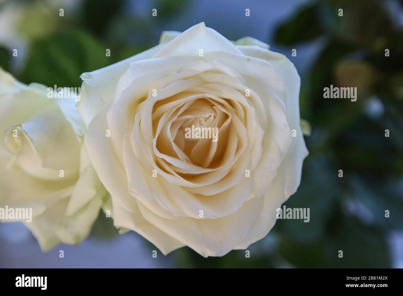 White roses Flower Arrangement in a glass vase Stock Photo - Alamy