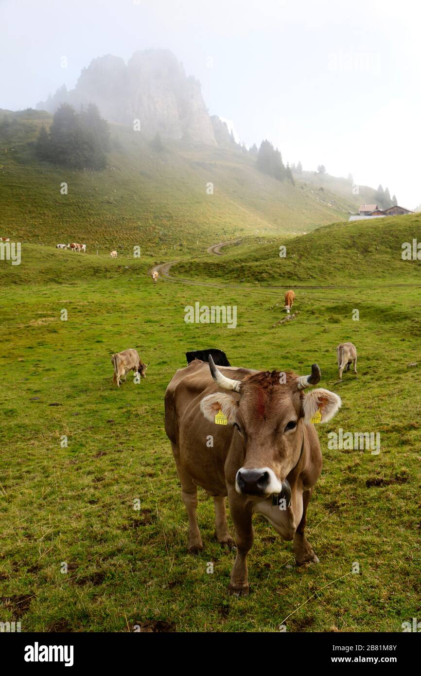 Swiss cow in the alps Stock Photo - Alamy