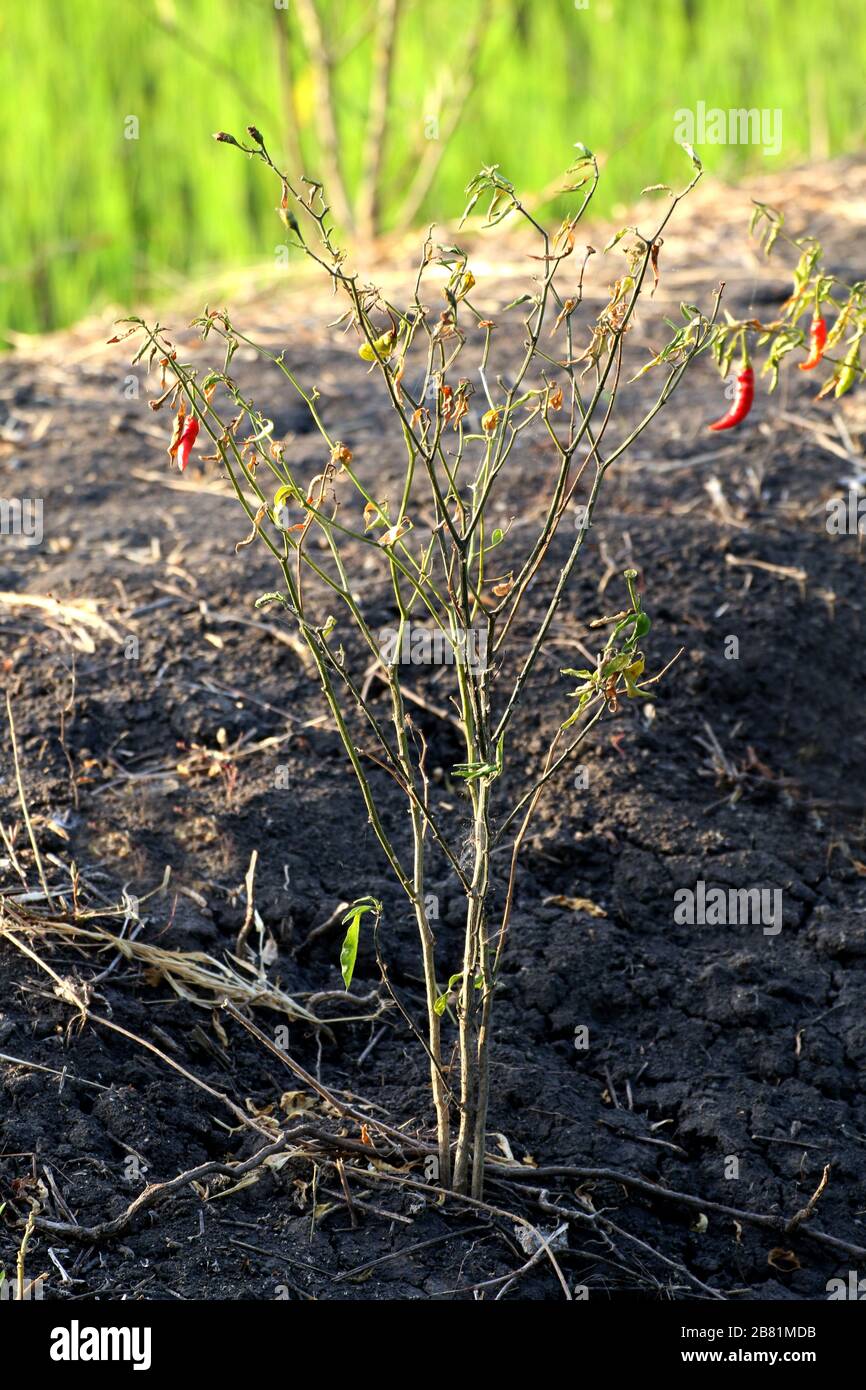 Dried Chili peppers on tree Chilli plantation Stock Photo - Alamy