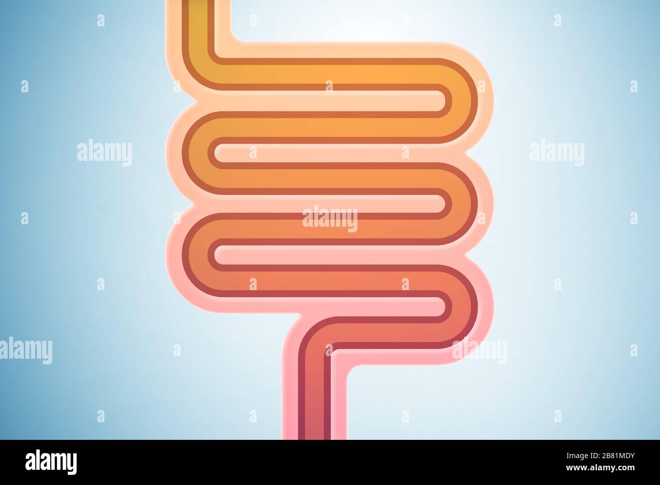 Schematic illustration of the human intestines Stock Photo - Alamy