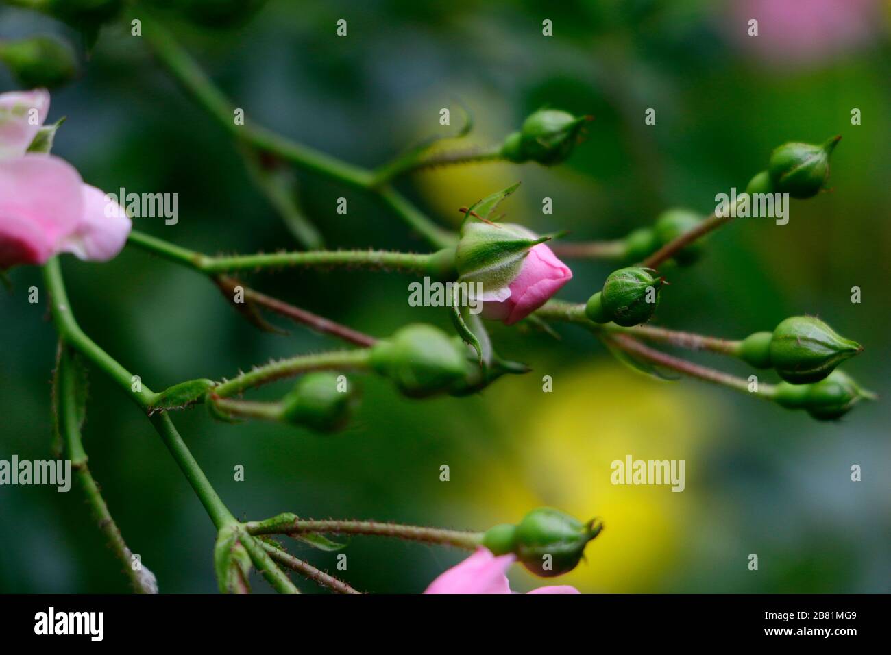 Close up of pink rose buds Stock Photo - Alamy