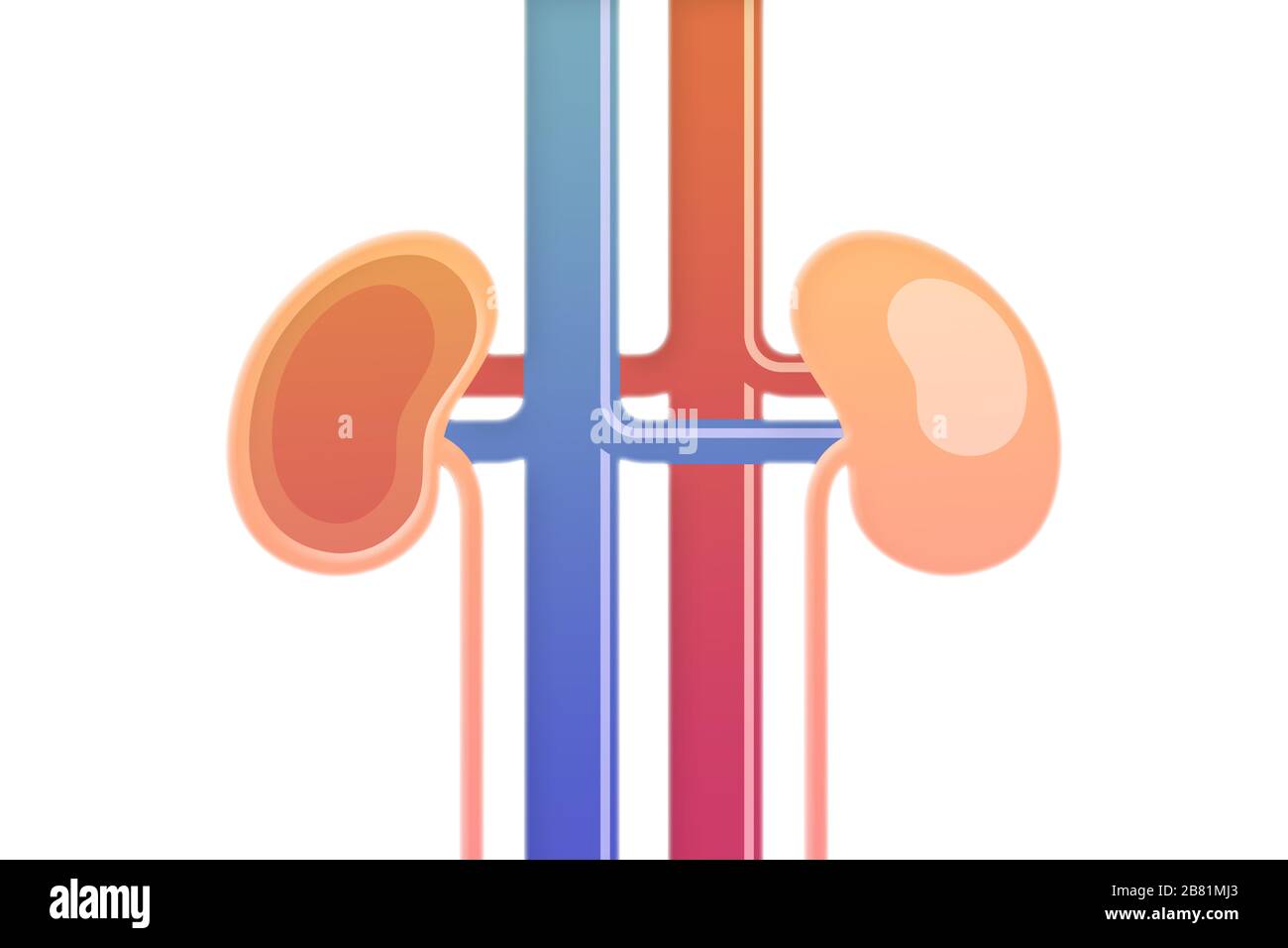 Human kidney illustration in the medical concept Stock Photo - Alamy