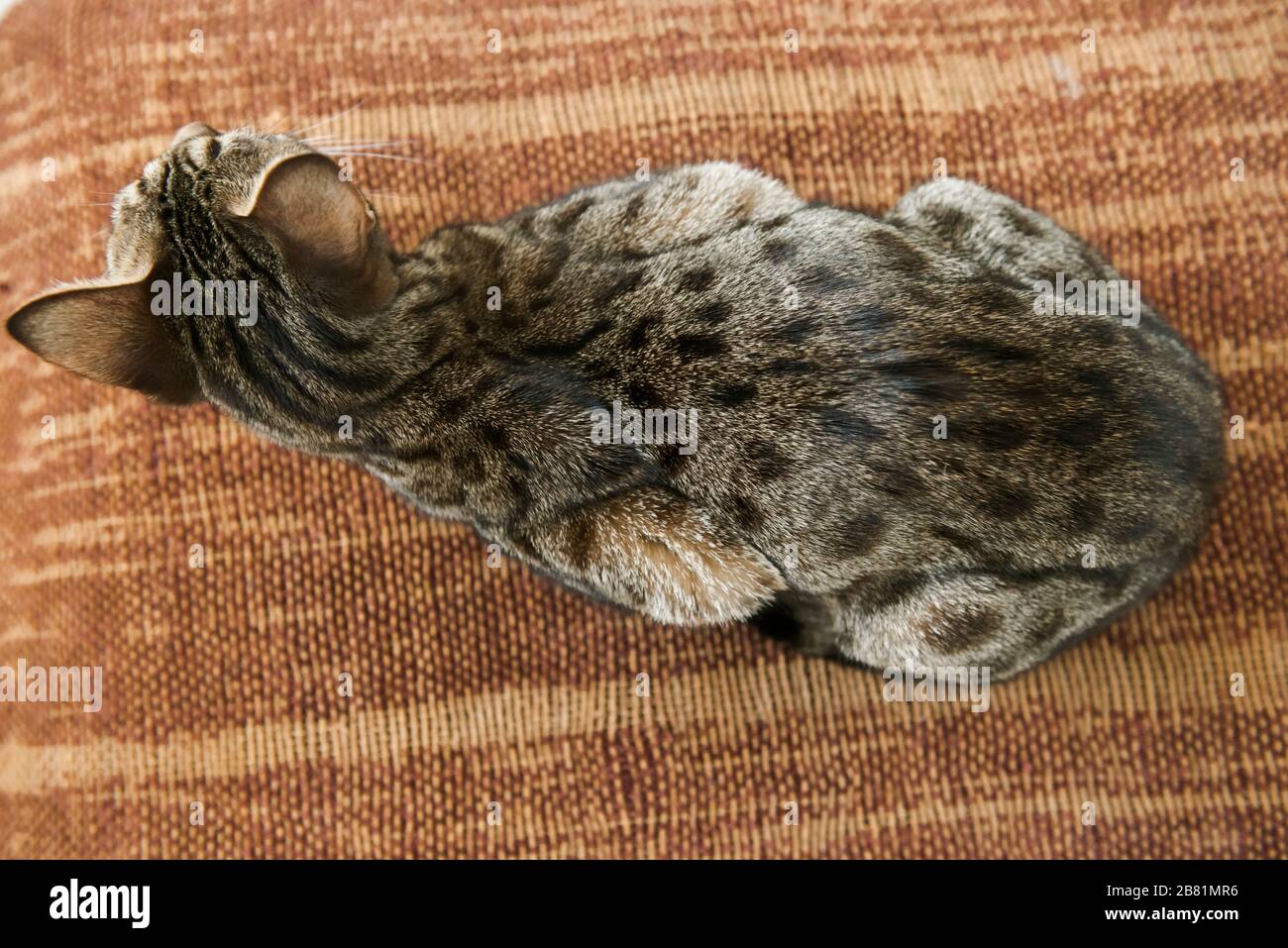 Cat aerial hi-res stock photography and images - Alamy