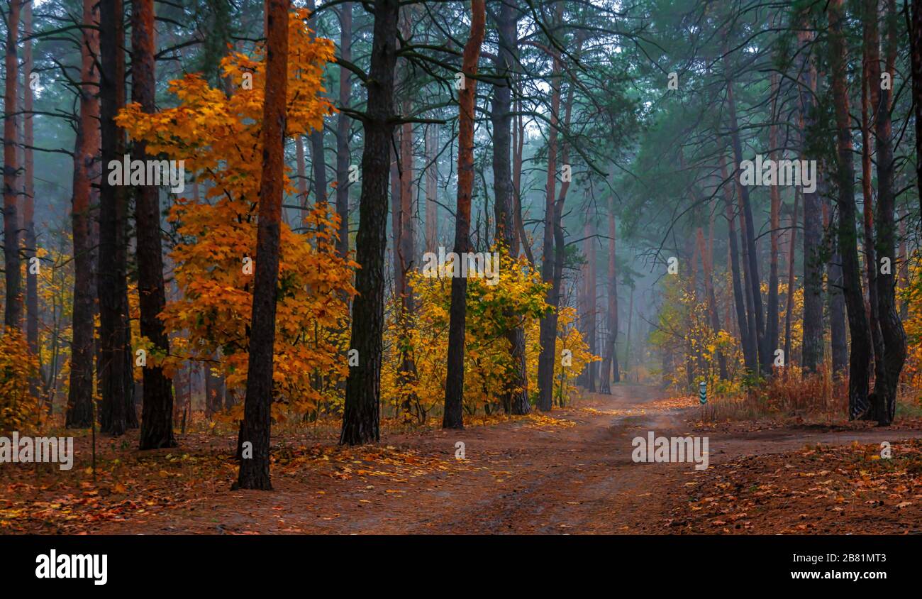 Autumn forest. Pleasant walk in the nature. Autumn painted trees with ...