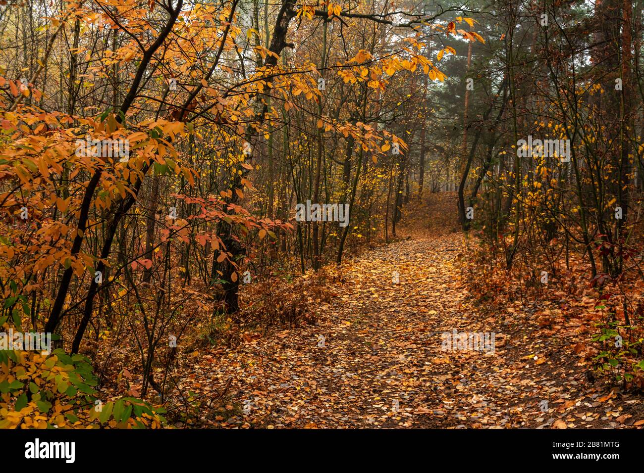 The beauty of colors in nature hi-res stock photography and images - Alamy
