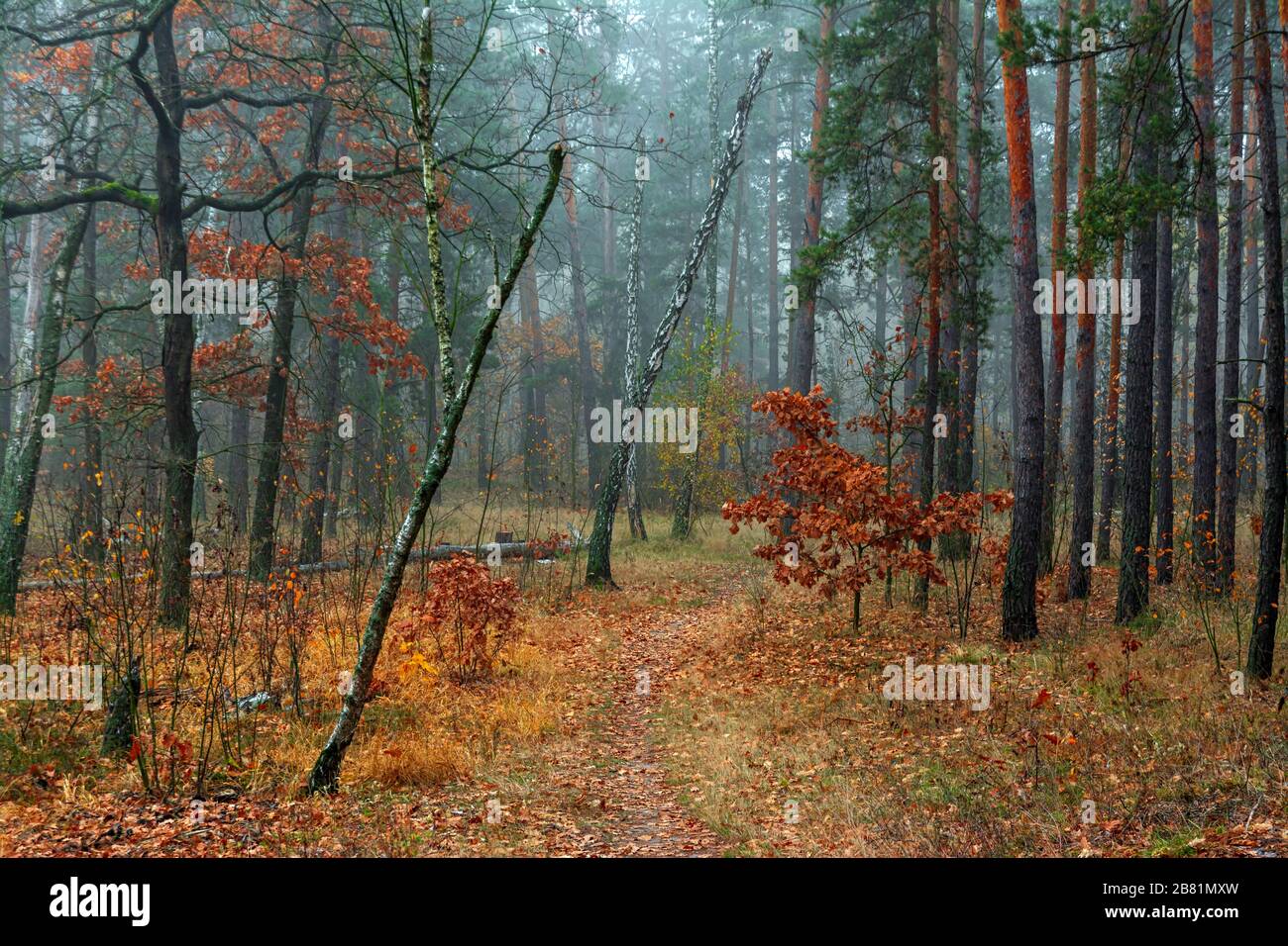 Autumn forest. Pleasant walk in the nature. Autumn painted trees with ...