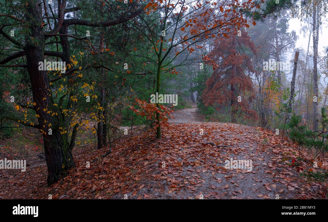 Autumn forest. Pleasant walk in the nature. Autumn painted trees with ...