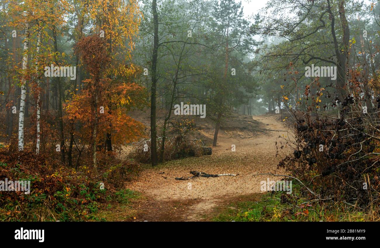 Autumn forest. Pleasant walk in the nature. Autumn painted trees with ...