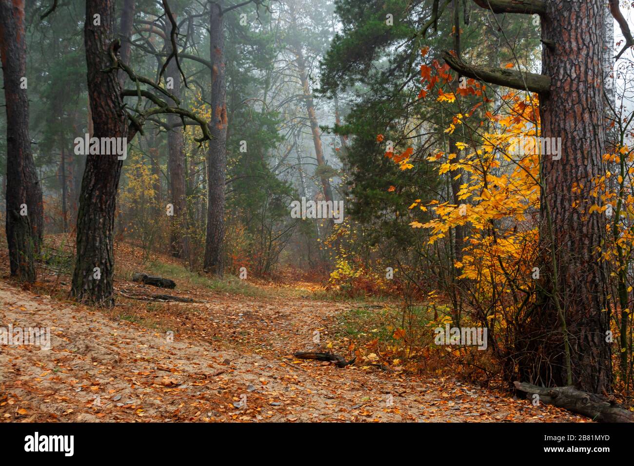 Autumn forest. Pleasant walk in the nature. Autumn painted trees with ...
