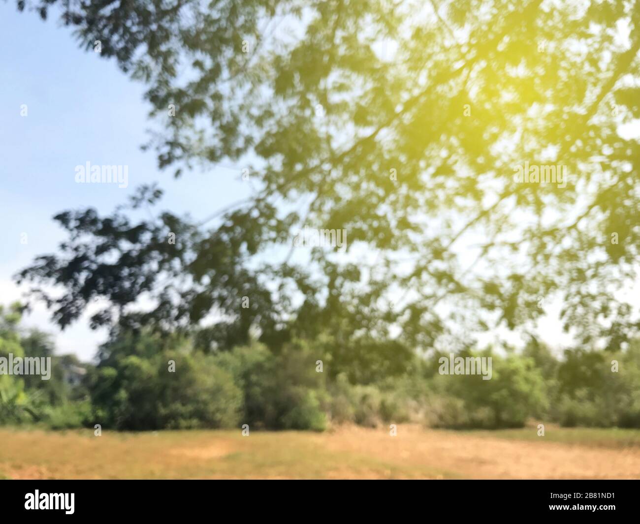 Blurred tree bokeh soft sunlight for landscape background tree bokeh ...