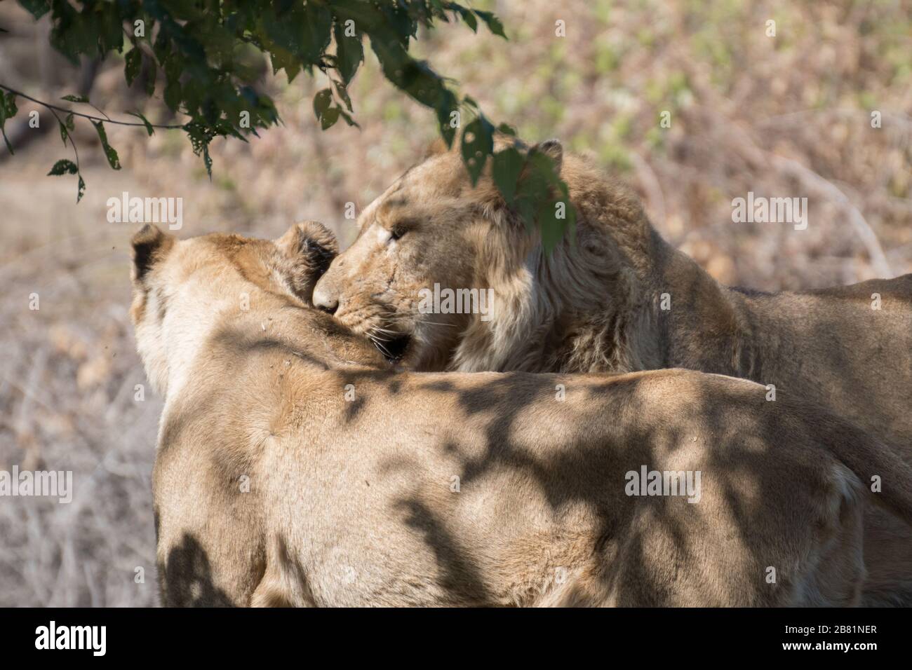 Male And Female Lions Cuddling