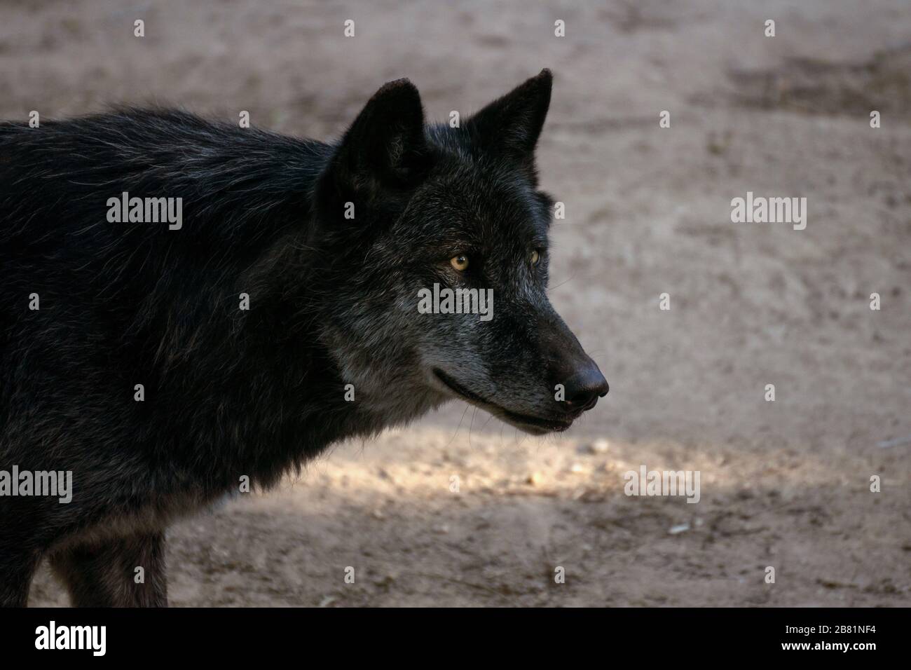 Face portrait of a beautiful black northwestern wolf at sunset Stock ...