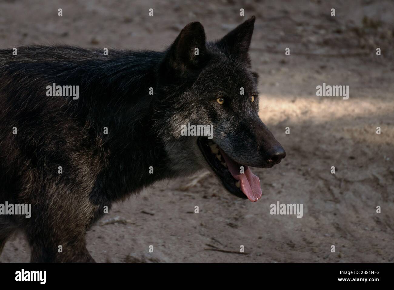 Face portrait of a beautiful black northwestern wolf at sunset Stock ...