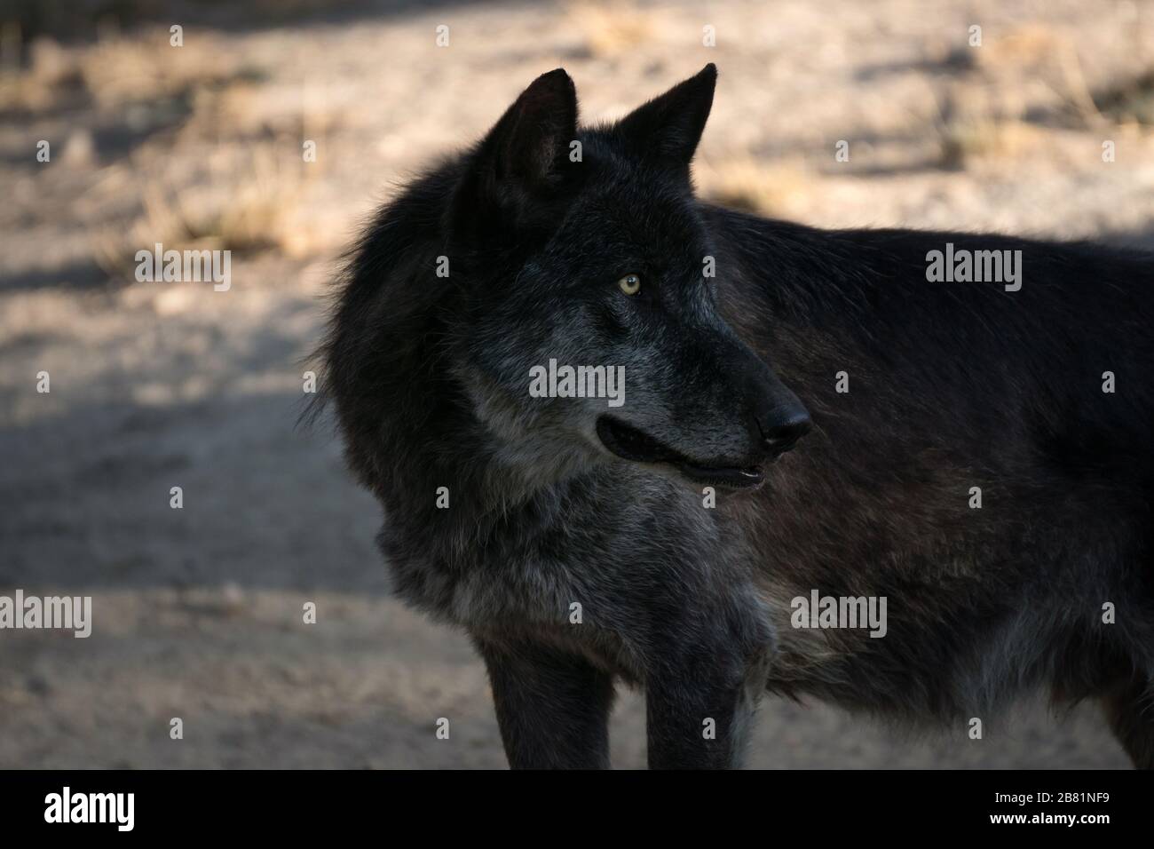 Face portrait of a beautiful black northwestern wolf at sunset Stock ...