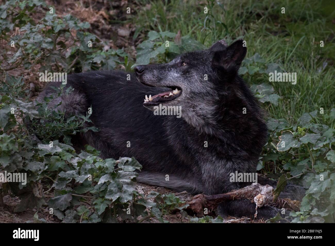 Northwestern Wolf High Resolution Stock Photography and Images - Alamy