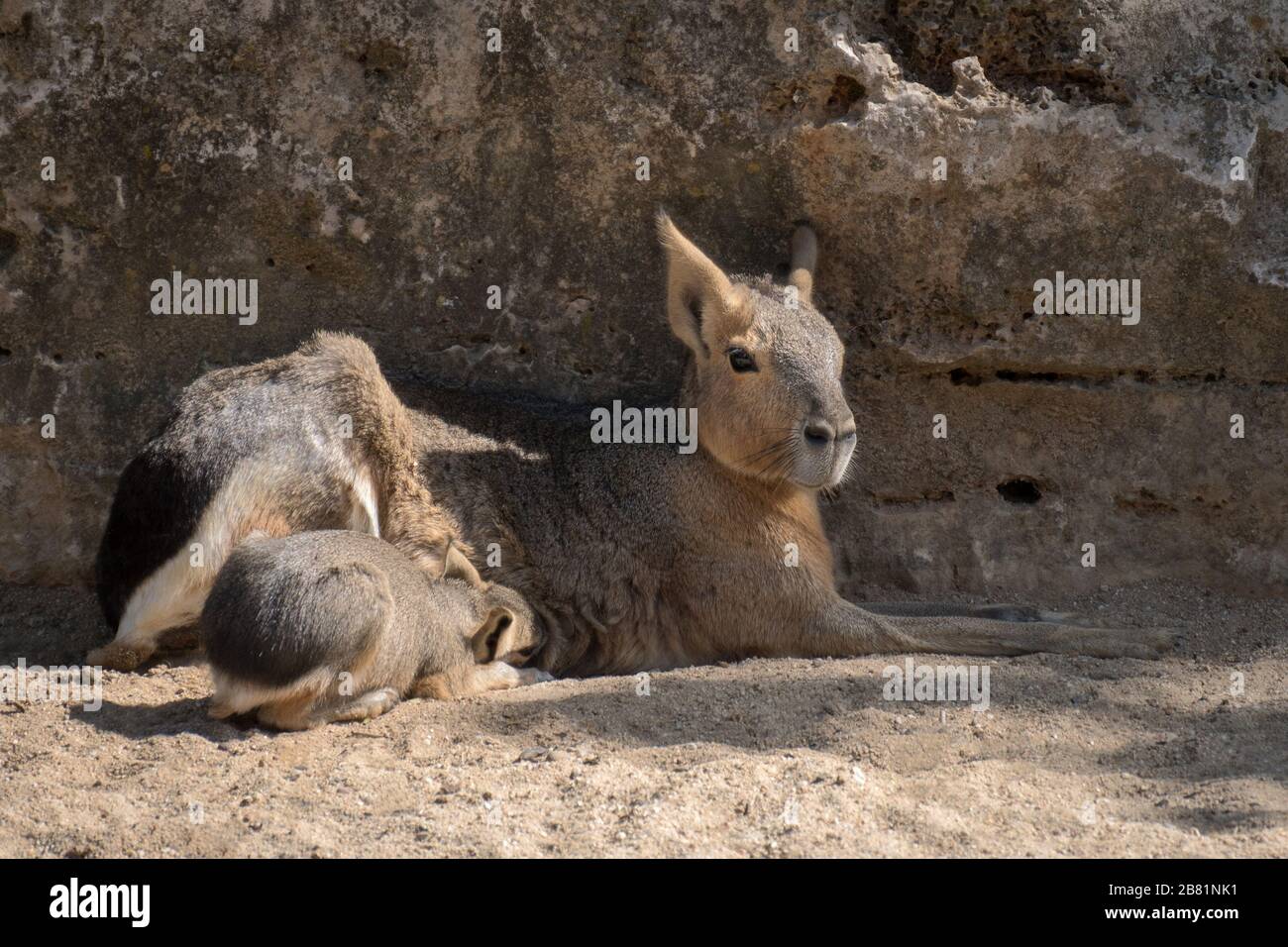 Mammal reproduction hi-res stock photography and images - Alamy
