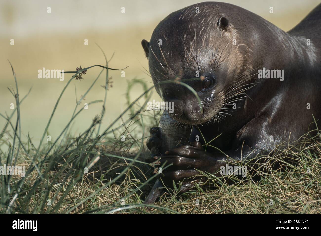 Eurasian otter eating fish hi-res stock photography and images - Alamy